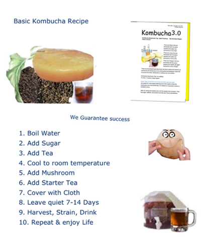 Kombucha Brewing Guide – Explore How to Fermentation Online